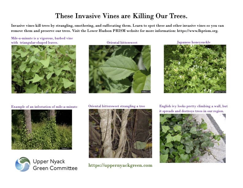 Invasive Vines: Be On the Lookout! – Upper Nyack Green Committee